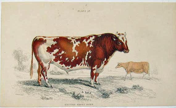 Prints Old & Rare - Farm Animals - Antique Maps & Prints