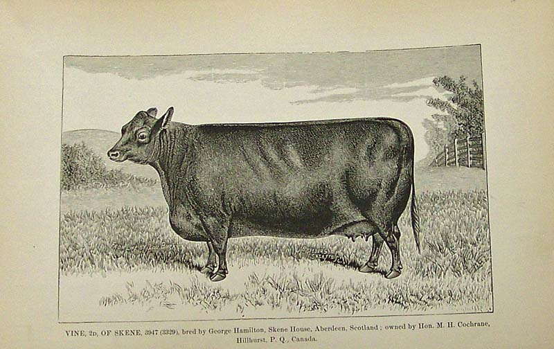Prints Old & Rare - Farm Animals - Antique Maps & Prints