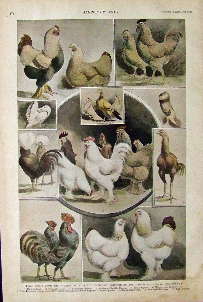 Prints Old & Rare - Farm Animals - Antique Maps & Prints