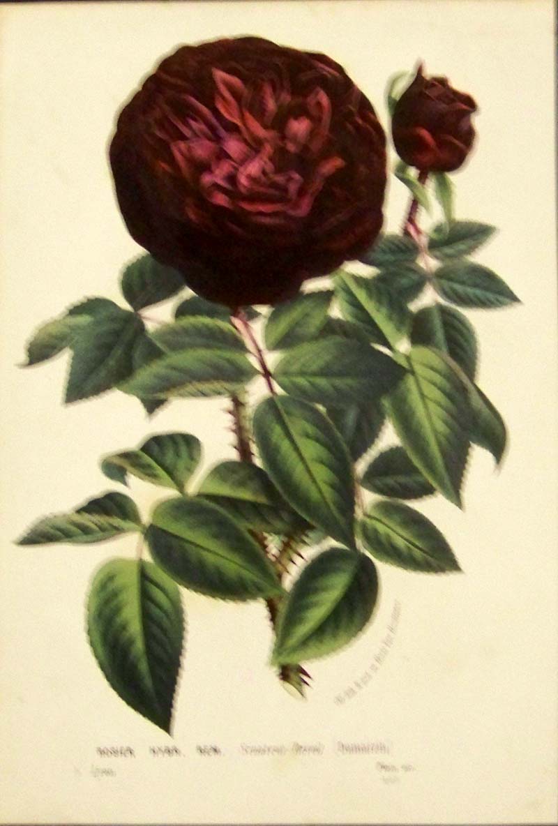 Prints Old & Rare - Flowers, Plants & Trees - Antique Maps & Prints