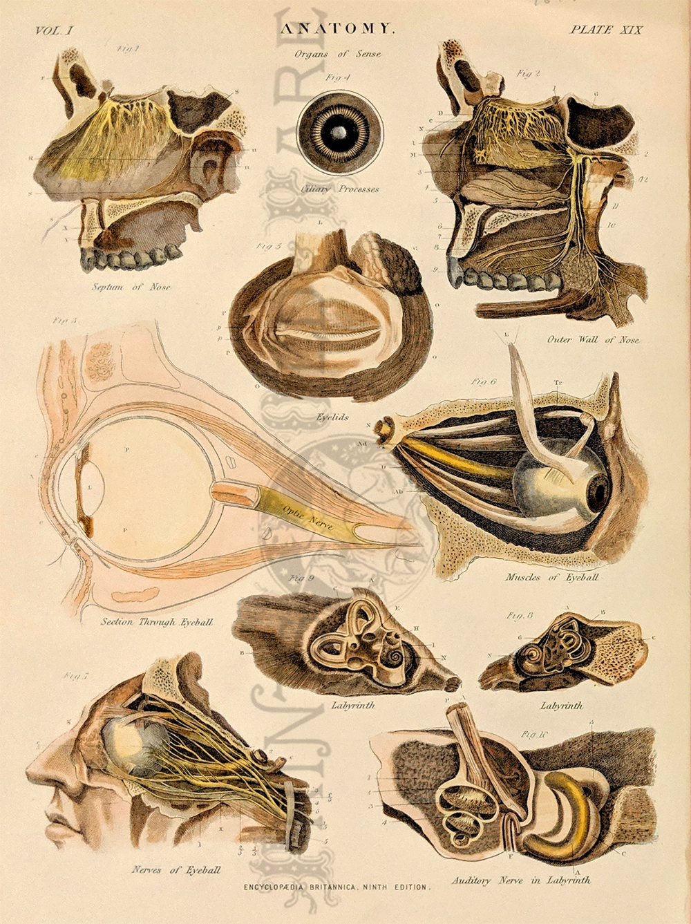 Prints Old & Rare - Medical, Surgical and Anatomy - Antique Maps & Prints
