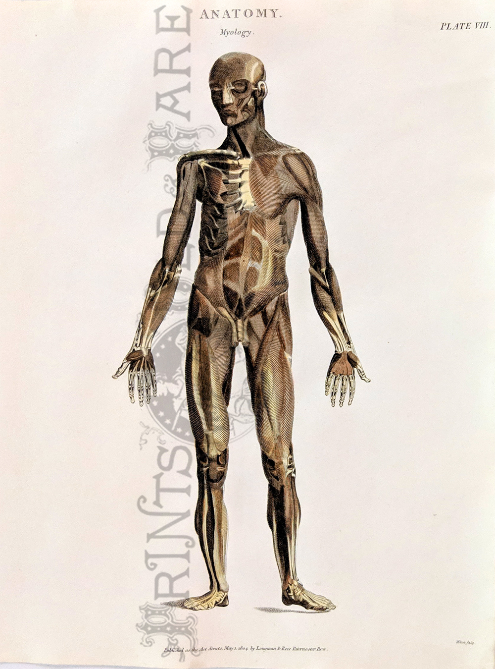 Prints Old & Rare - Medical, Surgical and Anatomy - Antique Maps & Prints