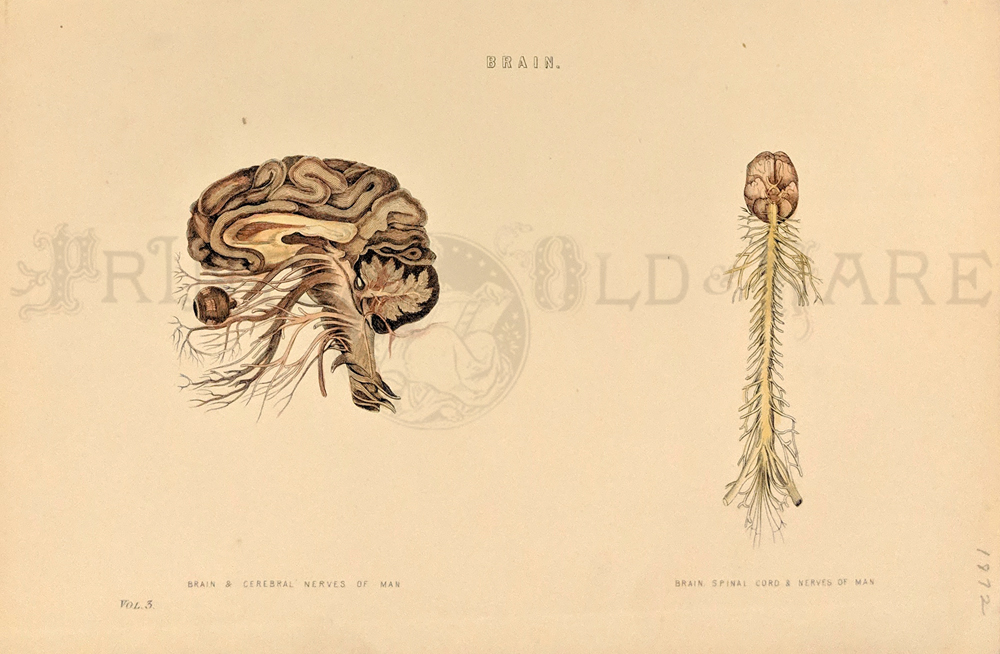 Prints Old & Rare - Medical, Surgical and Anatomy - Antique Maps & Prints