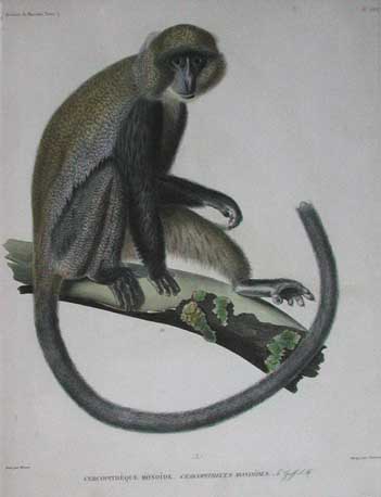 Prints Old & Rare - Monkey & Primates - Antique Maps & Prints