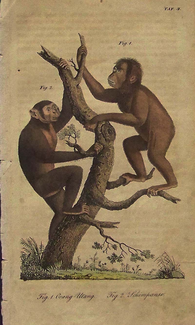 Prints Old & Rare - Monkey & Primates - Antique Maps & Prints