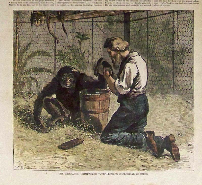 Prints Old & Rare - Monkey & Primates - Antique Maps & Prints