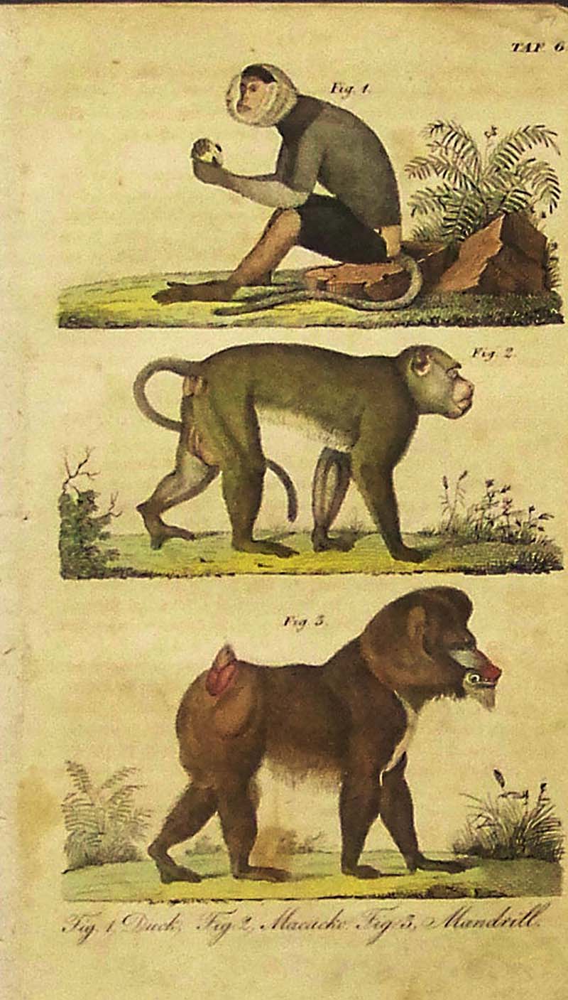 Prints Old & Rare - Monkey & Primates - Antique Maps & Prints