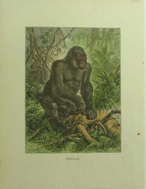 Prints Old & Rare - Monkey & Primates - Antique Maps & Prints