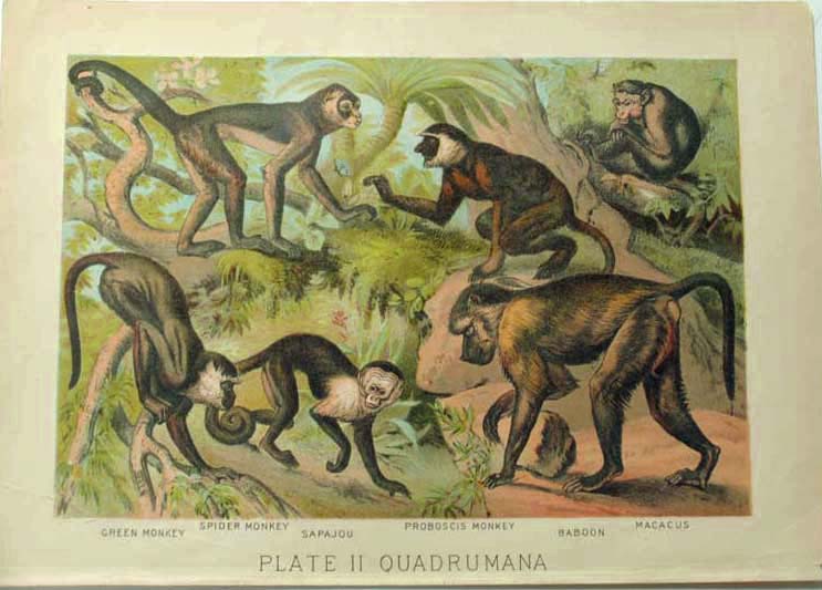 Prints Old & Rare - Monkey & Primates - Antique Maps & Prints