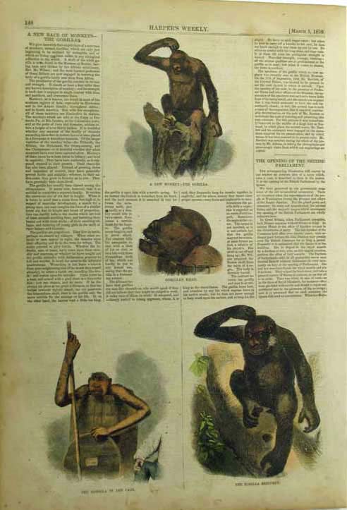 Prints Old & Rare - Monkey & Primates - Antique Maps & Prints