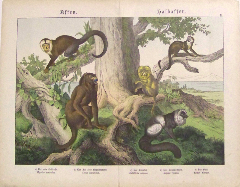 Prints Old & Rare - Monkey & Primates - Antique Maps & Prints