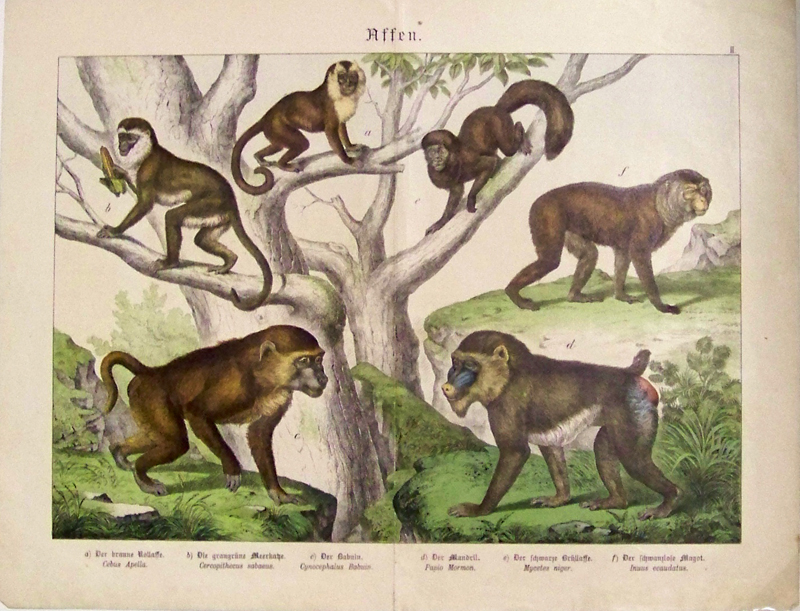 Prints Old & Rare - Monkey & Primates - Antique Maps & Prints