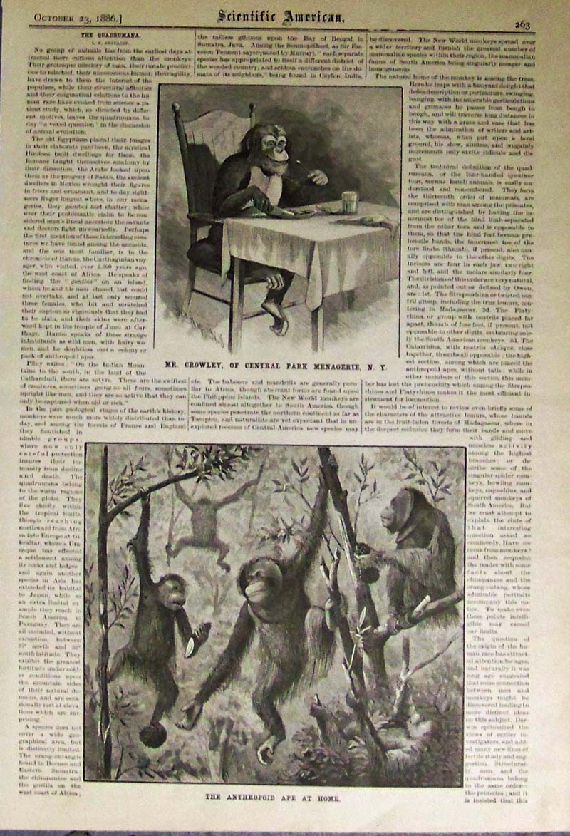 Prints Old & Rare - Monkey & Primates - Antique Maps & Prints
