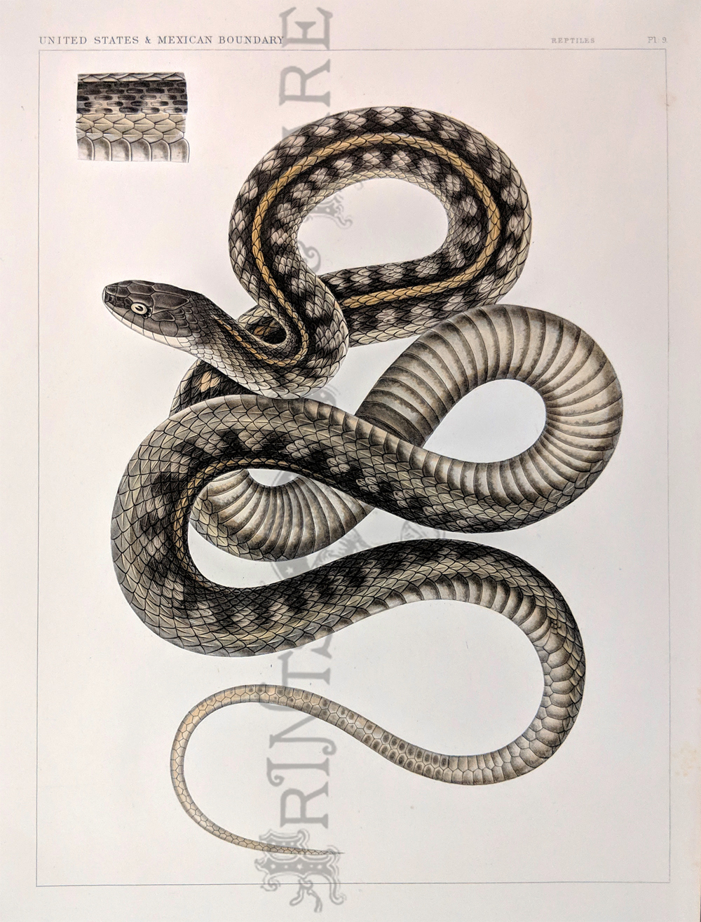 Prints Old & Rare - Reptiles & Amphibians - Antique Maps & Prints