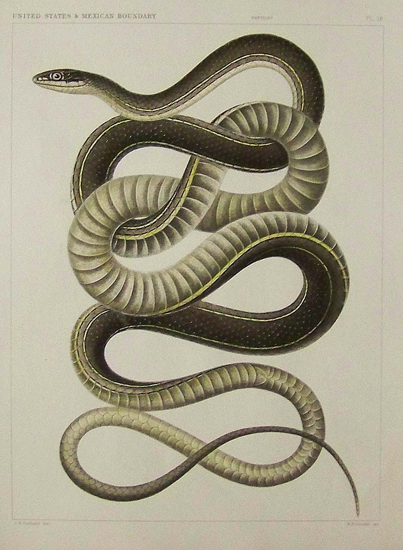 Prints Old & Rare - Reptiles & Amphibians - Antique Maps & Prints