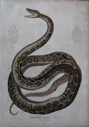 Prints Old & Rare - Reptiles & Amphibians - Antique Maps & Prints