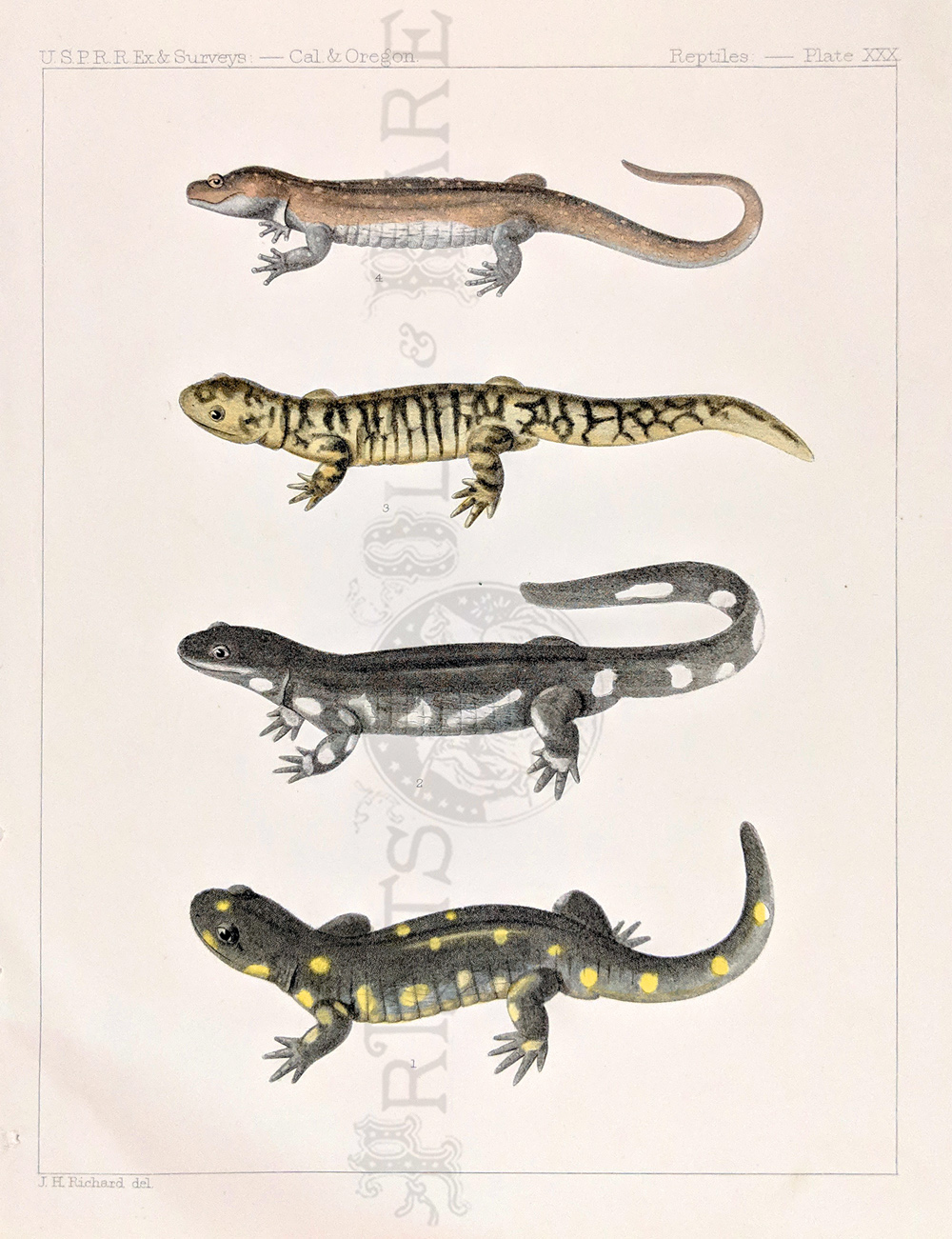Prints Old & Rare - Reptiles & Amphibians - Antique Maps & Prints